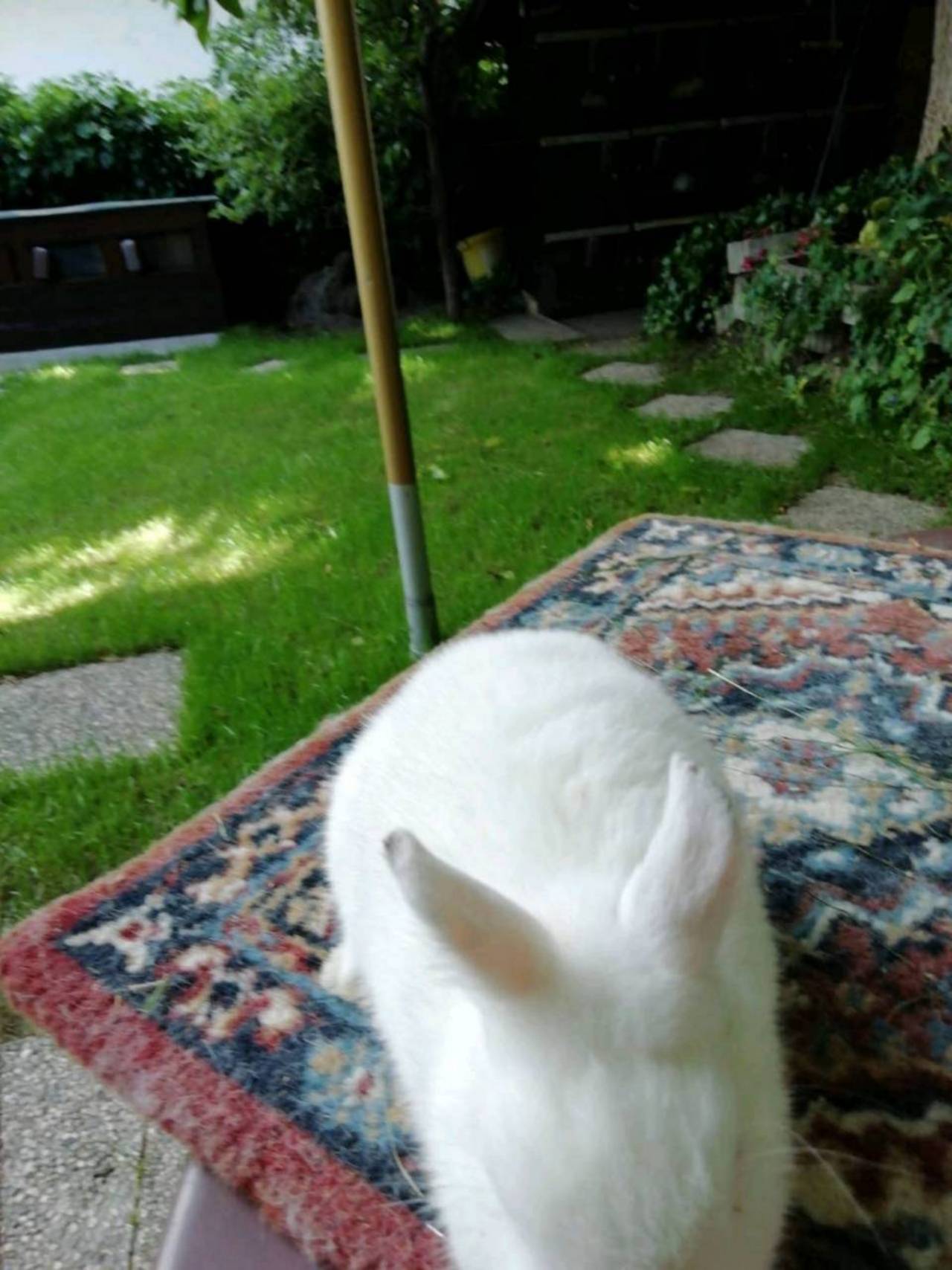 Zwergkaninchen: Zwerghasen kaufen - Landwirt.com