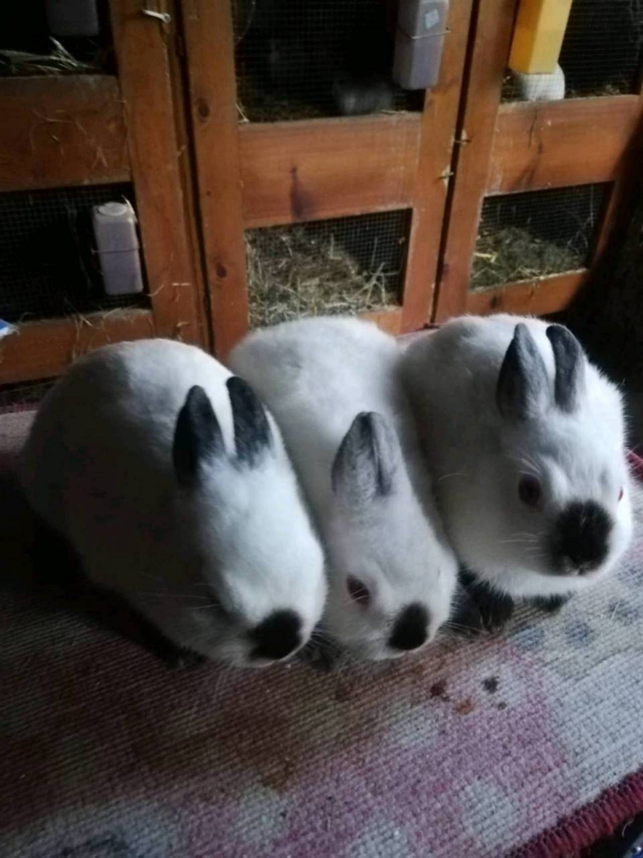 Zwergkaninchen: Zwerghasen kaufen - Landwirt.com