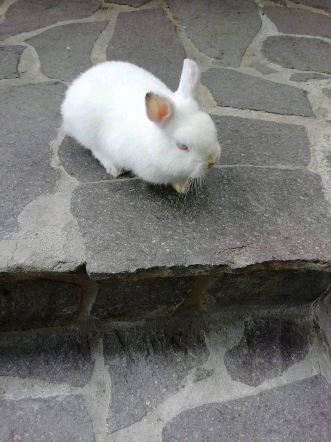 Zwergkaninchen: Zwerghasen kaufen - Landwirt.com