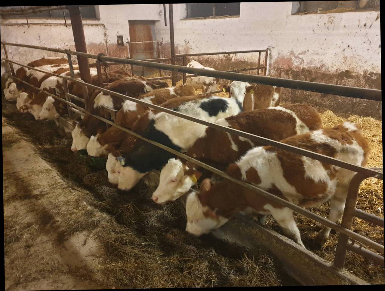 Einsteller / Fresser: Fresser kaufen - Landwirt.com