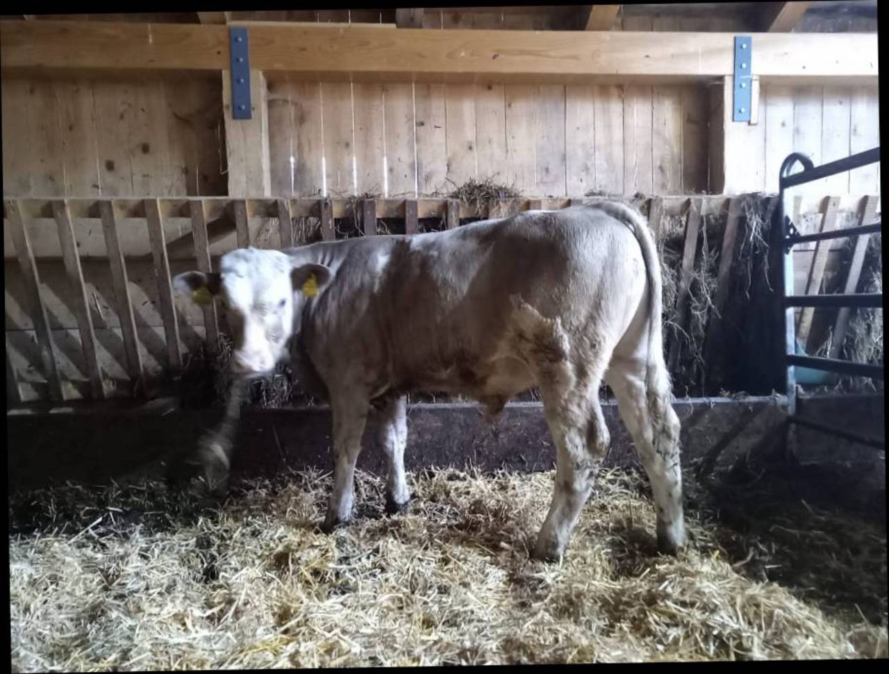 Einsteller / Fresser: Einsteller kaufen - Landwirt.com