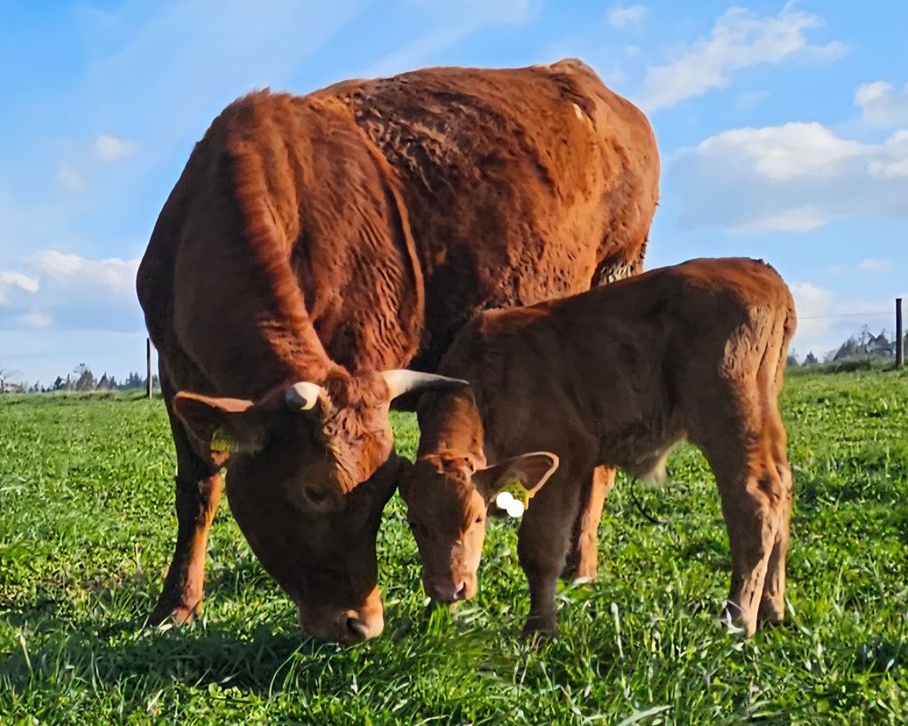 Wagyu: Fullblood Red Wagyu Ochse kaufen - Landwirt.com