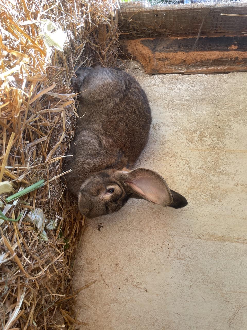 Riesenkaninchen: Deutscher Riese rammler grau kaufen - Landwirt.com