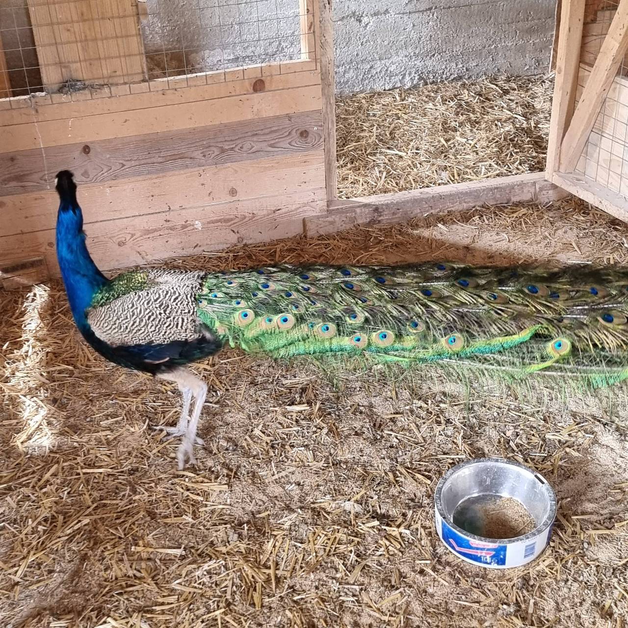 Pfauen: Pfau männlich kaufen - Landwirt.com