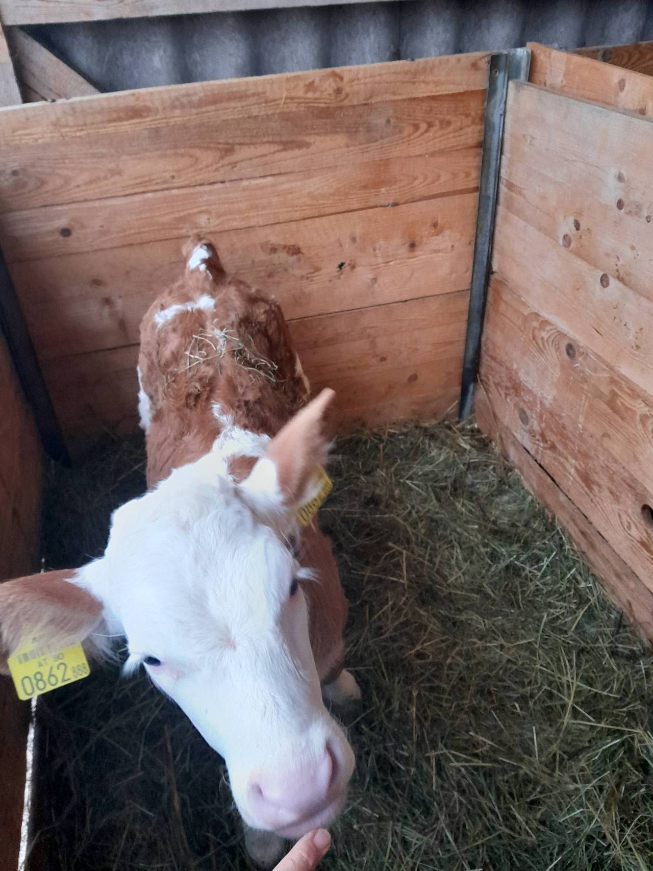 Fleckvieh Kälber: Fleckviehkalb kaufen - Landwirt.com