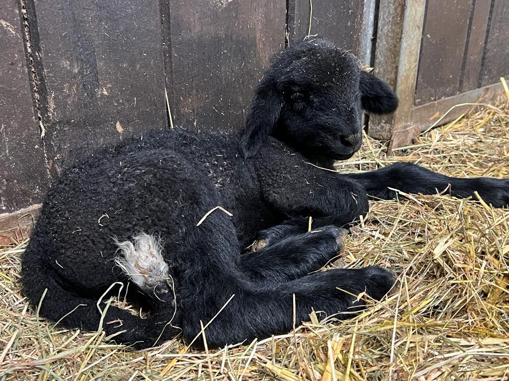 Sonstige Schafrassen: Shropshire / Bergschaf Lamm 2022 kaufen - Landwirt.com