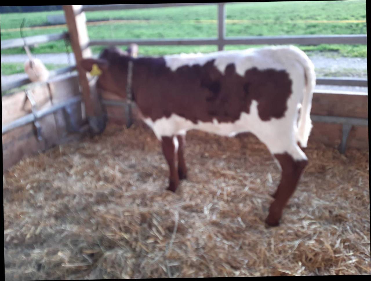Pinzgauer: Reinrassiges Pinzgauer Kalb kaufen - Landwirt.com