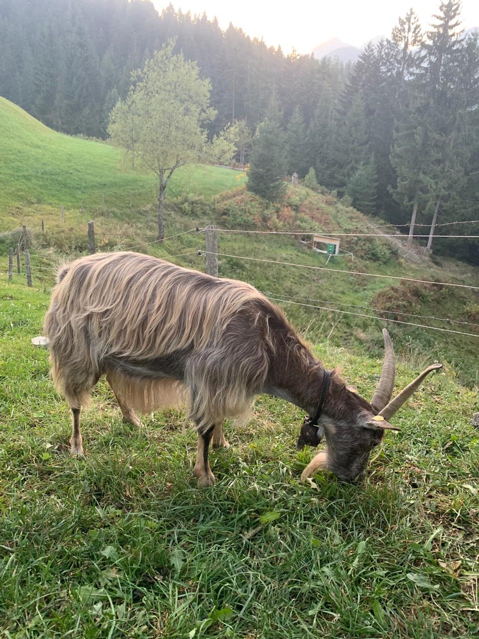 Blobe Ziegen: Mutterziege mit Kitze kaufen - Landwirt.com