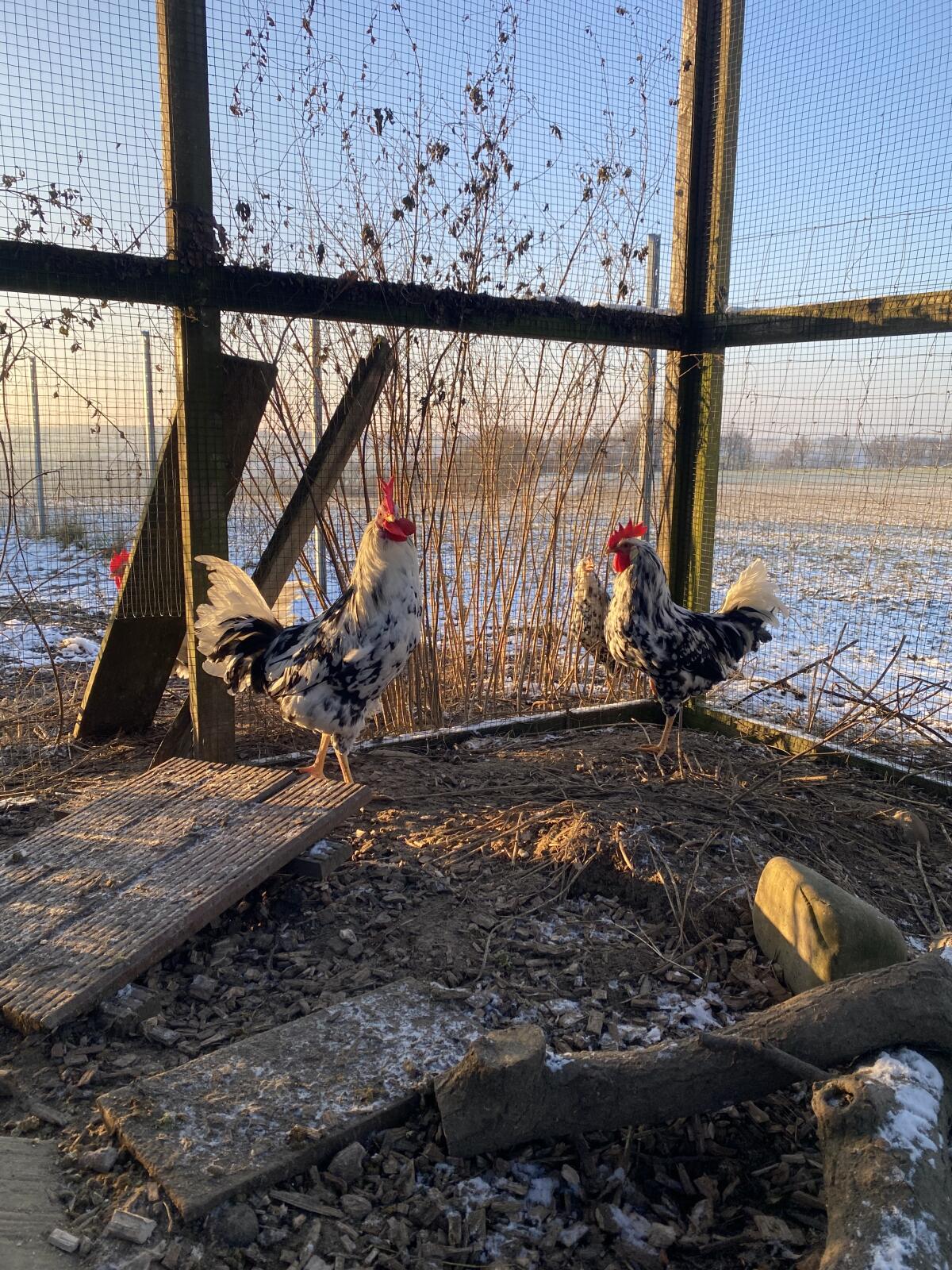Hähne: Bruteier Exchequer Leghorn kaufen · Landwirt.com