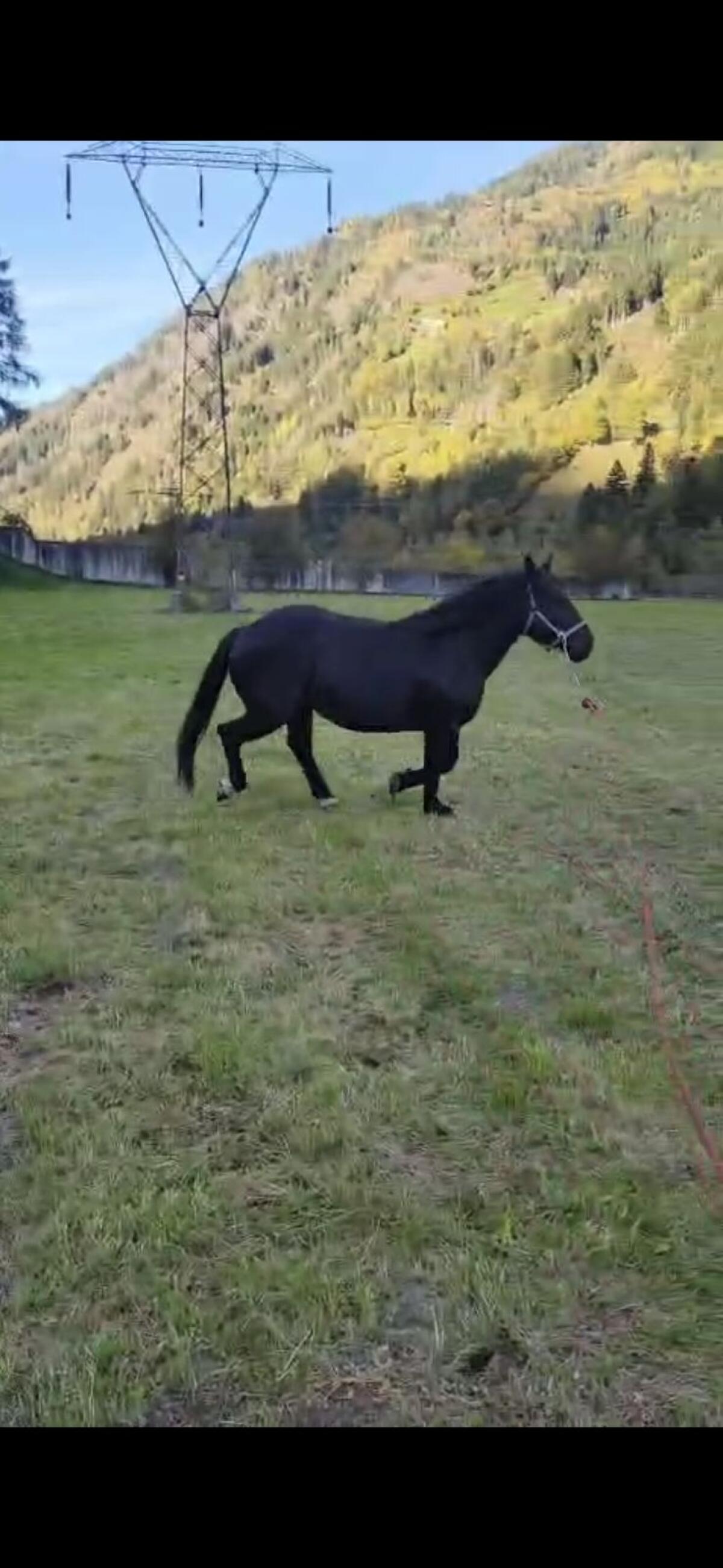 Pferdemarkt Noriker: Noriker Stute Rappe kaufen · Landwirt.com