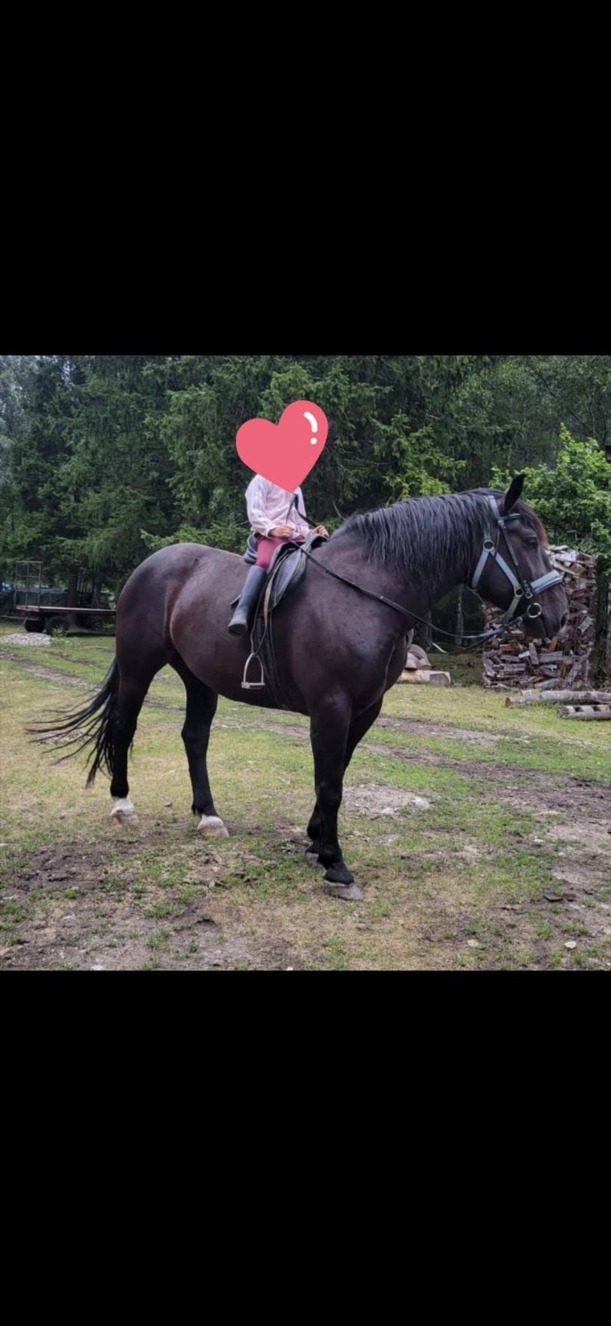 Pferdemarkt Noriker: Noriker Stute Rappe kaufen · Landwirt.com