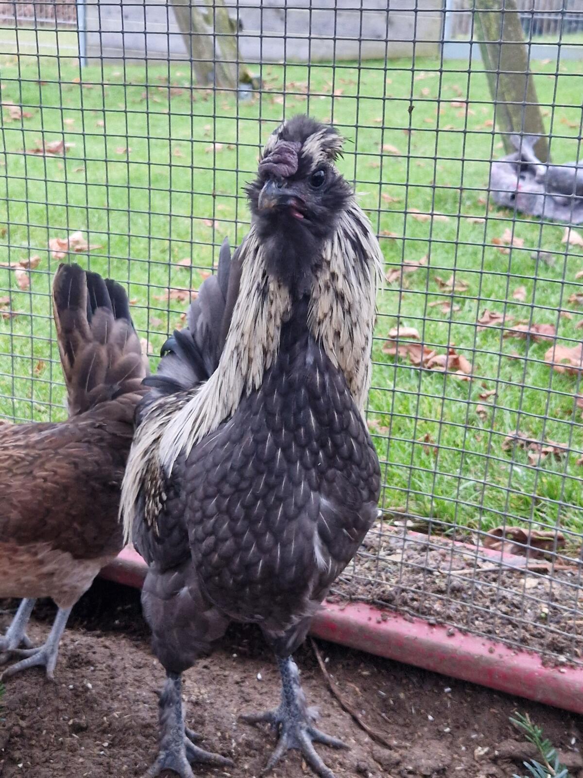 Araucana: Hahn, Araucana, Araucana-Mix kaufen · Landwirt.com