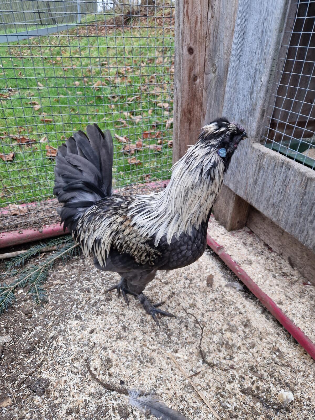 Araucana: Hahn, Araucana, Araucana-Mix kaufen · Landwirt.com