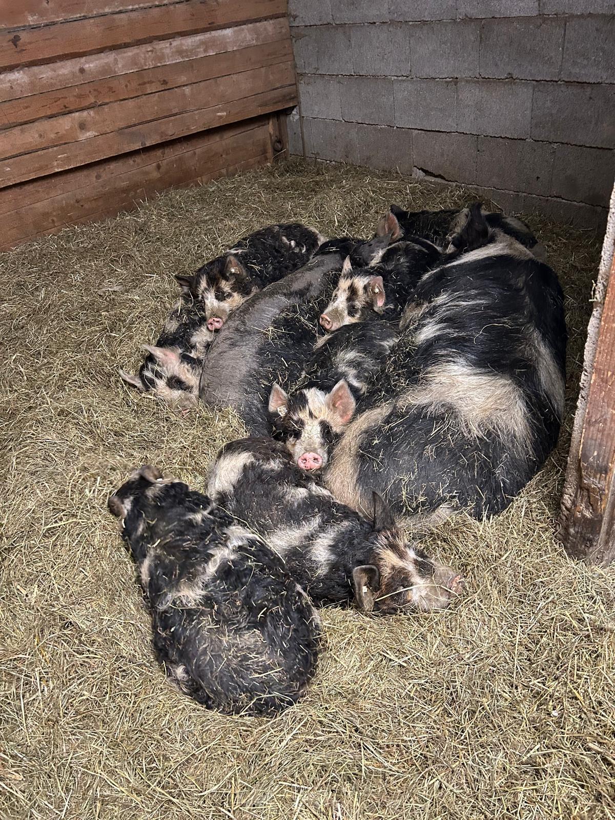 Schweinemarkt: Kune Kune Schweine kaufen · Landwirt.com