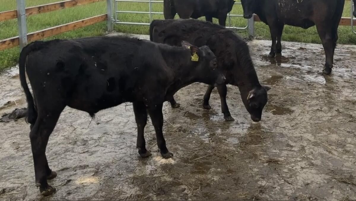 Angus: 2 Stk. Angus, Jersey Stierkälber kaufen · Landwirt.com